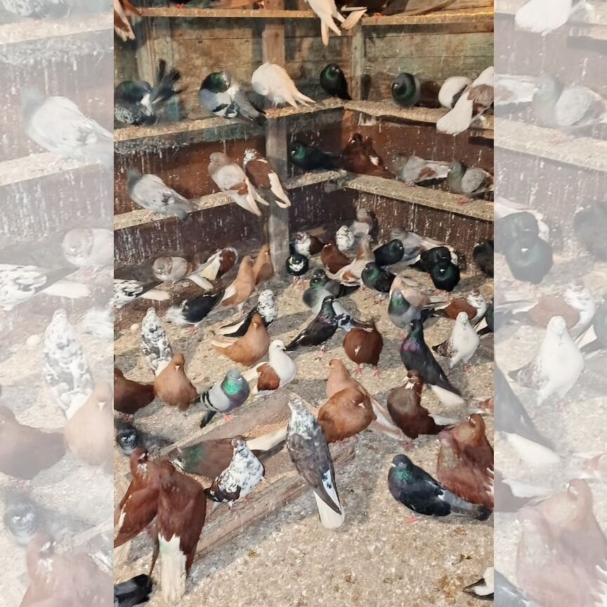 Продажа голубей