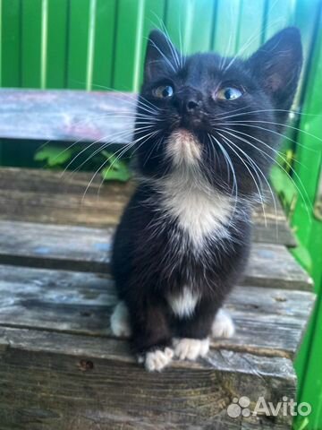 Милый котенок