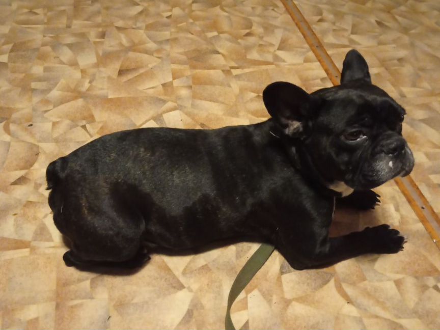 Французский бульдог