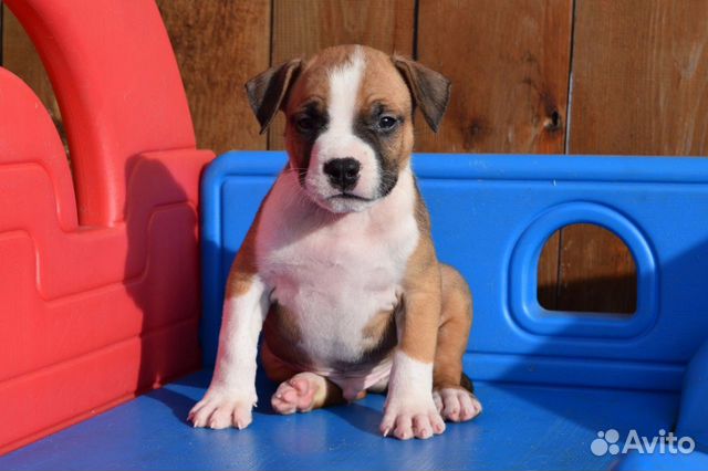 Стаффордширский терьер