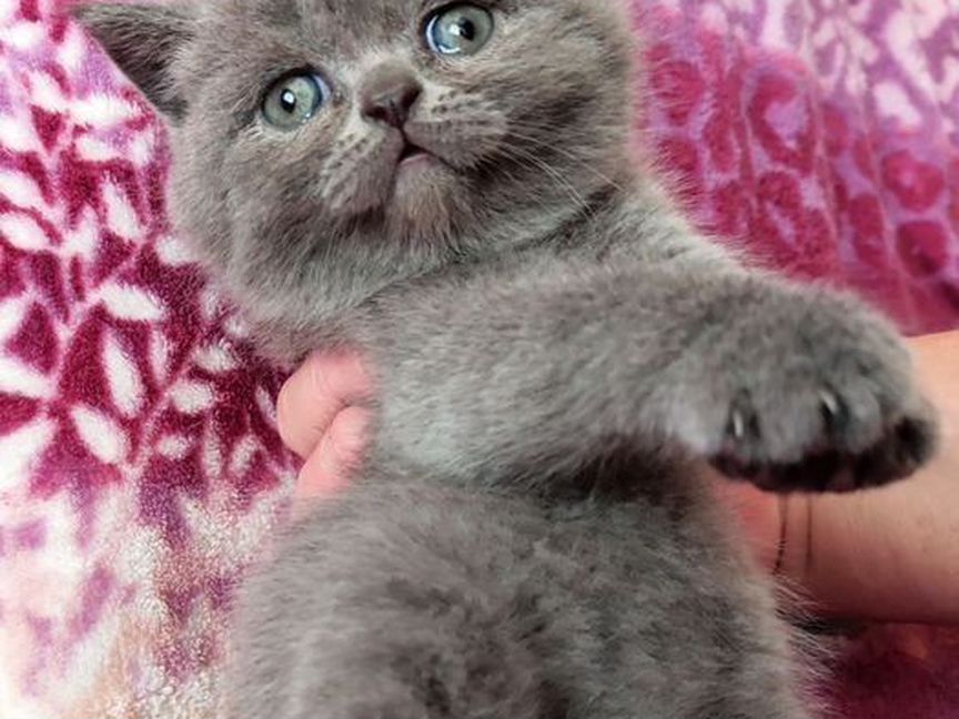 Банда шотландских котят