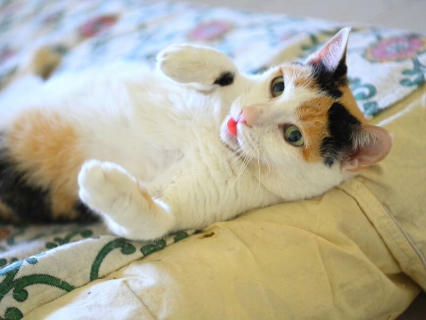 Кошка Алла