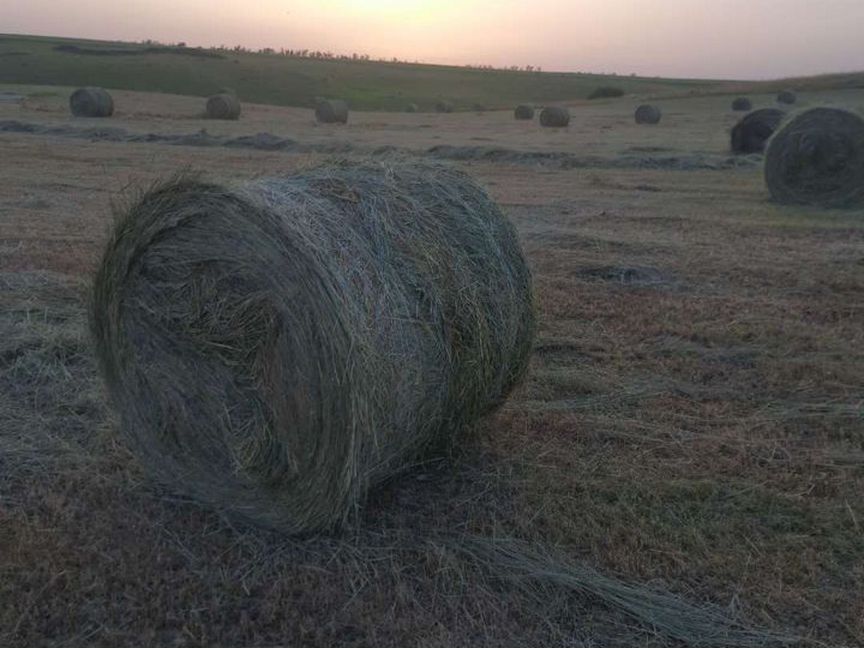 Продам сено в рулонах