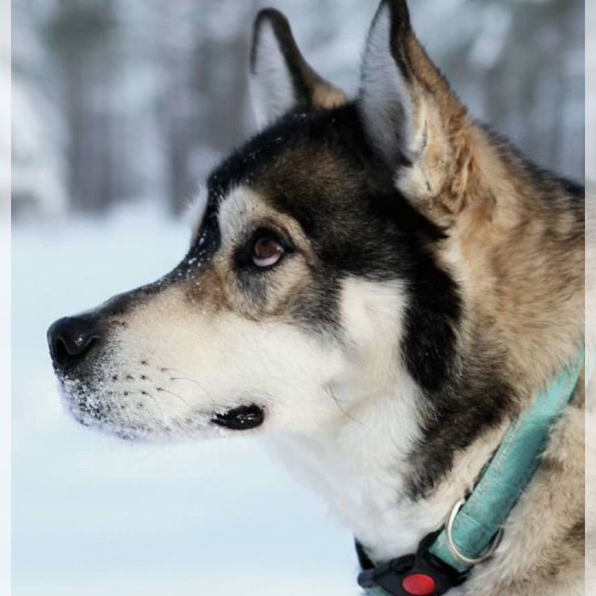 Взрослый пёс в добрые руки