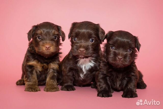 Шоколадные йорки