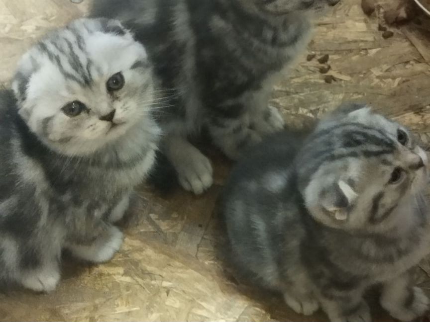 Британские котята