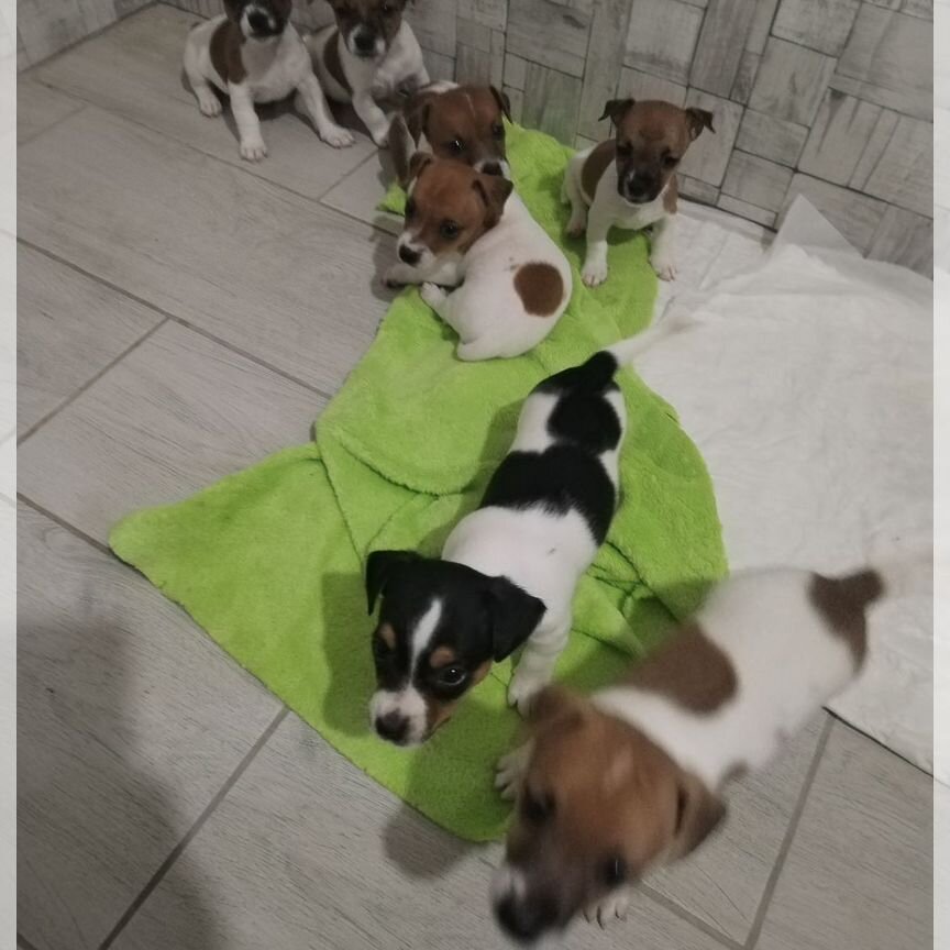 Джек-рассел-терьер, щенок