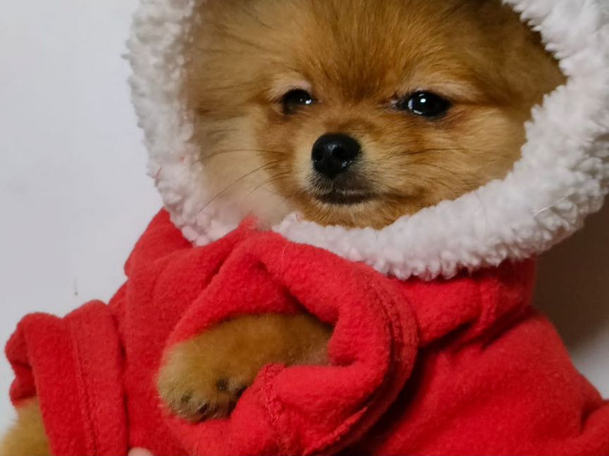 Шикарный малыш померанского шпица