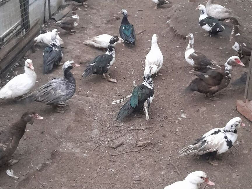 Мускусные утки