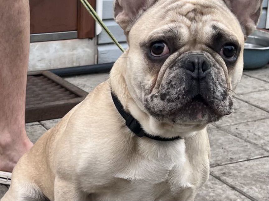 Французский бульдог вязка