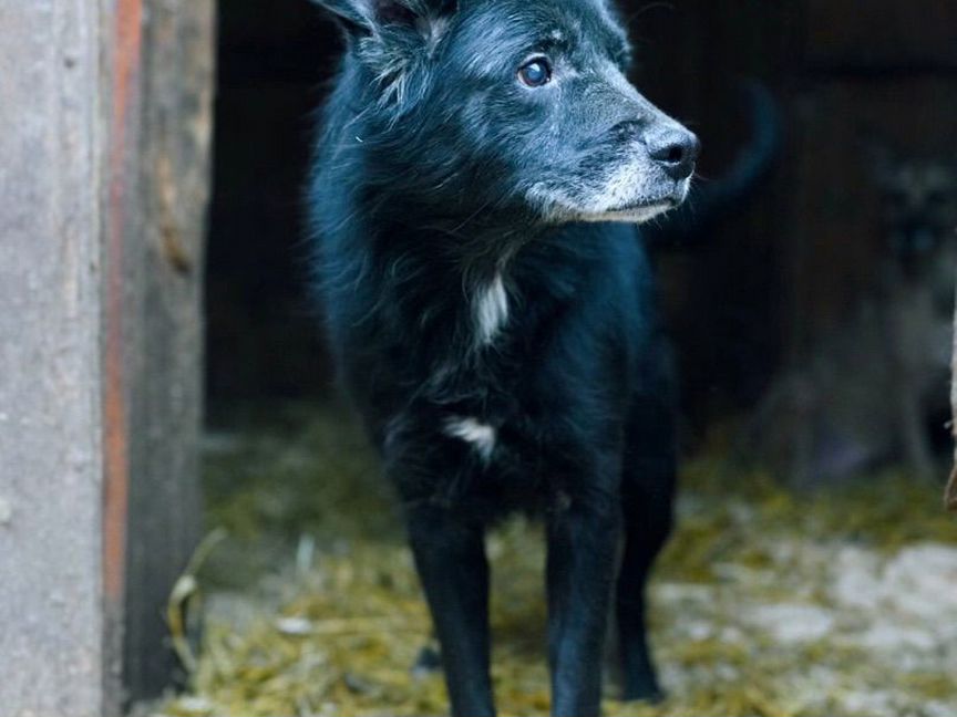 Собака в добрые руки