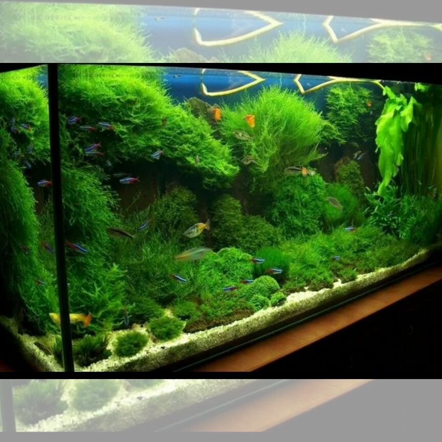 Чистка и обслуживание аквариумов