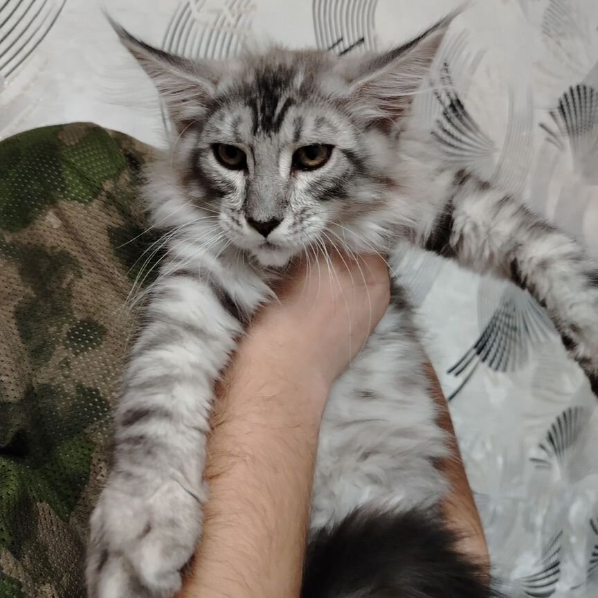 Котята мейн-кун