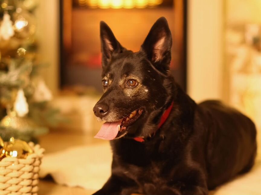 Собака в добрые руки