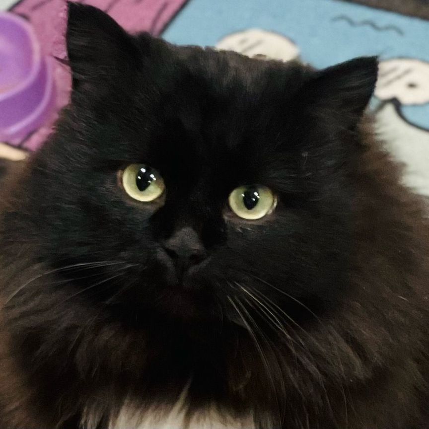 Взрослый кот в добрые руки