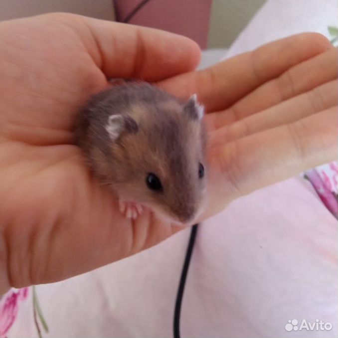 Джунгарики бесплатно