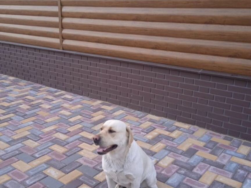 Кобель лабрадора вязка