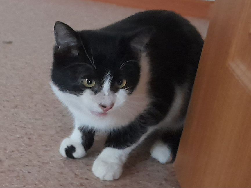 Котенок 5 мес