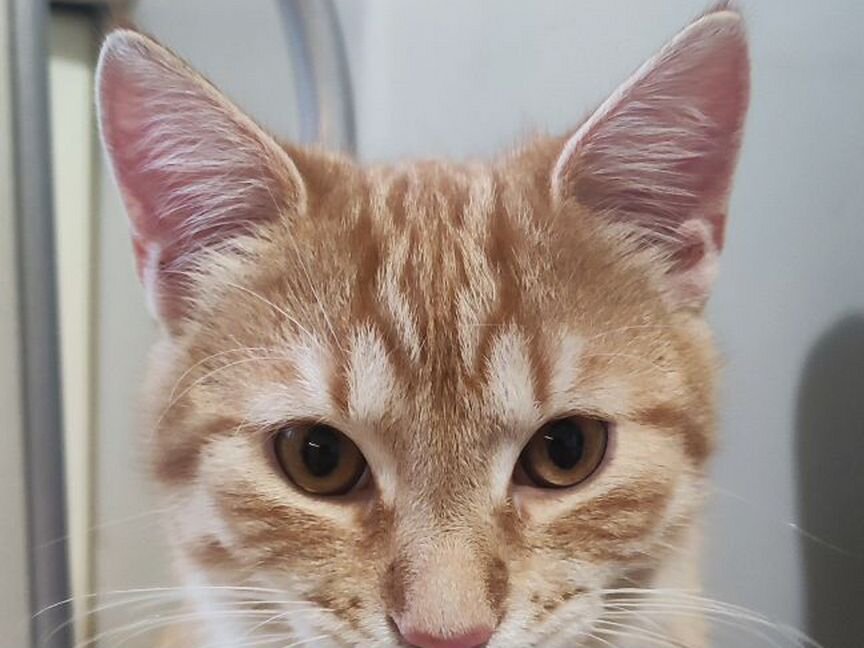 Обаятельный рыжий котик