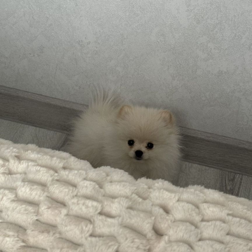 Померанский шпиц с переноской и клеткой