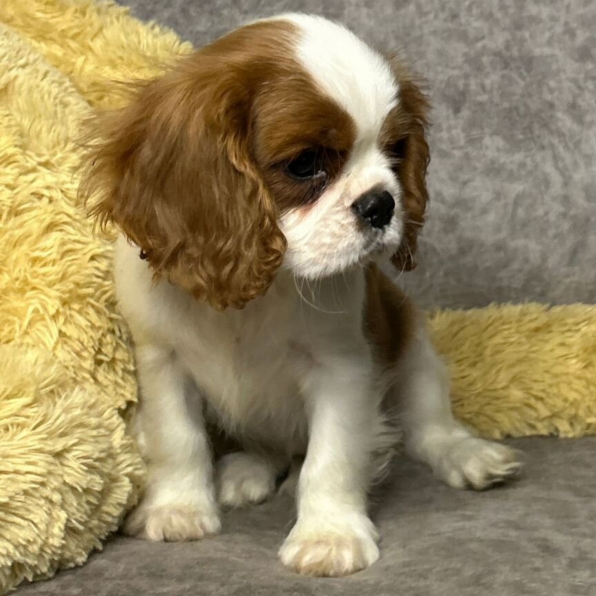 Кавалер кинг-чарльз-спаниель, щенок