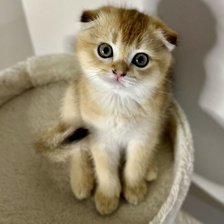 Шотландский вислоухий короткошёрстный котёнок