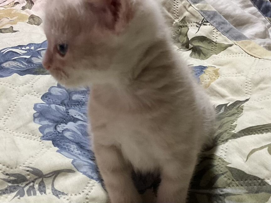 Отдам котят британских