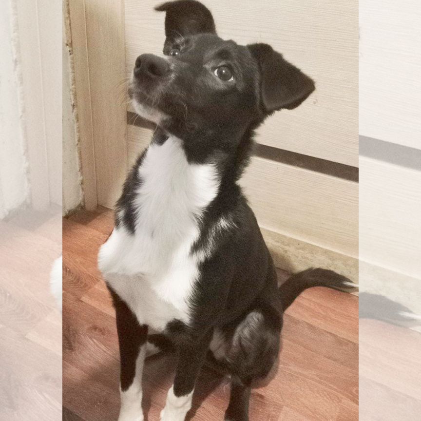 Шаня ищет дом