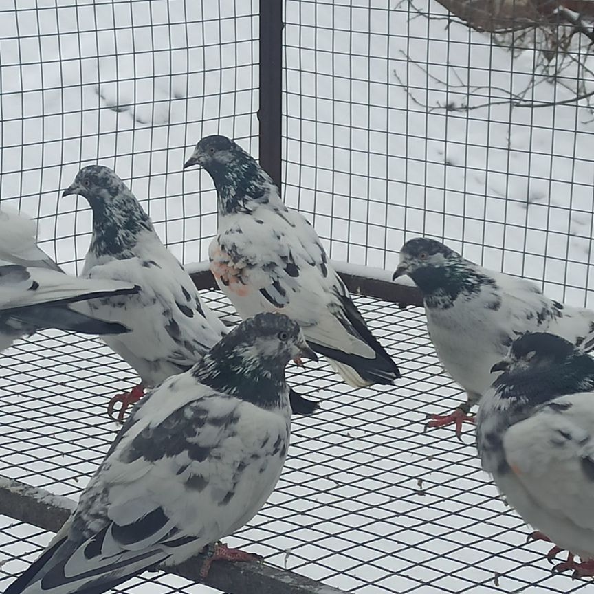 Пакистанские голуби