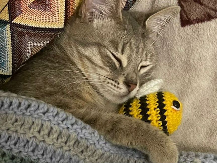 Котенок девочка в добрые руки