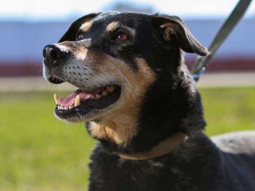 Собака невидимка ищет дом