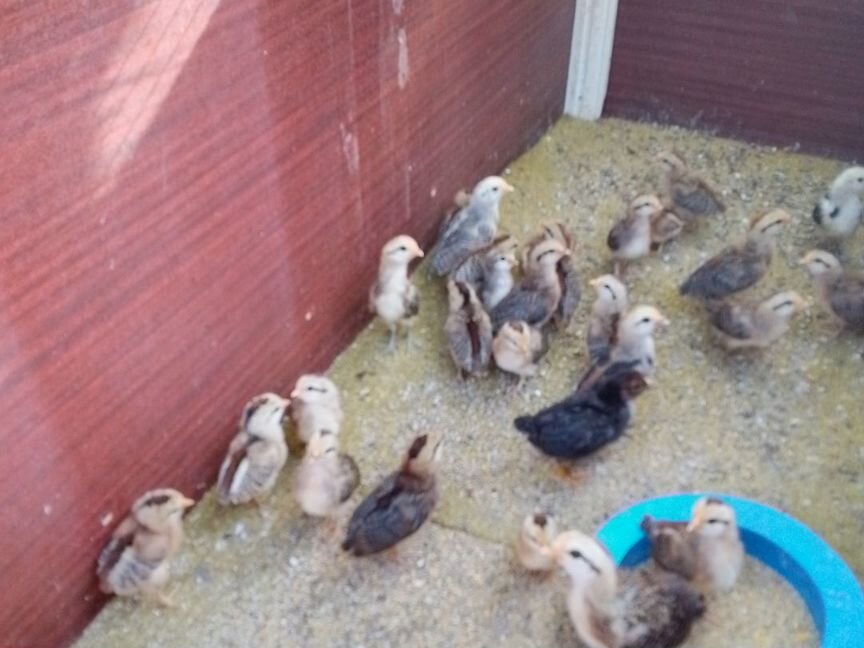 Продаю циплят