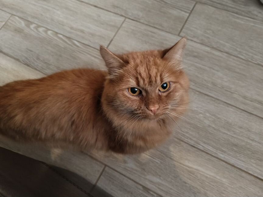 Котик в дар бесплатно