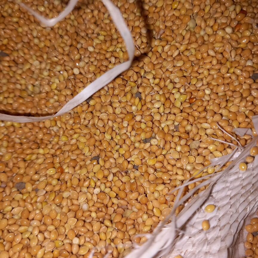 Просо золотистое