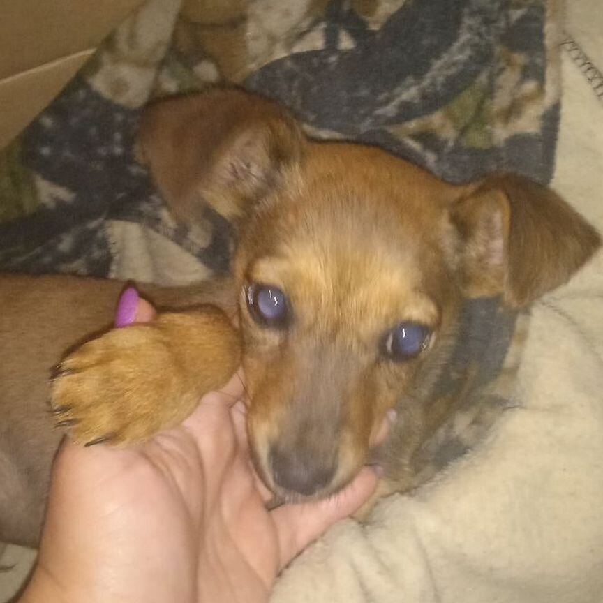 Отдам щеночка в хорошие руки