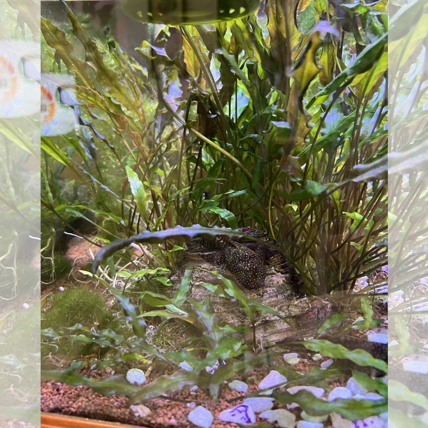 Водоросли в аквариум