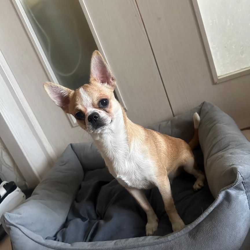 Нереально крутой мальчик Арчи