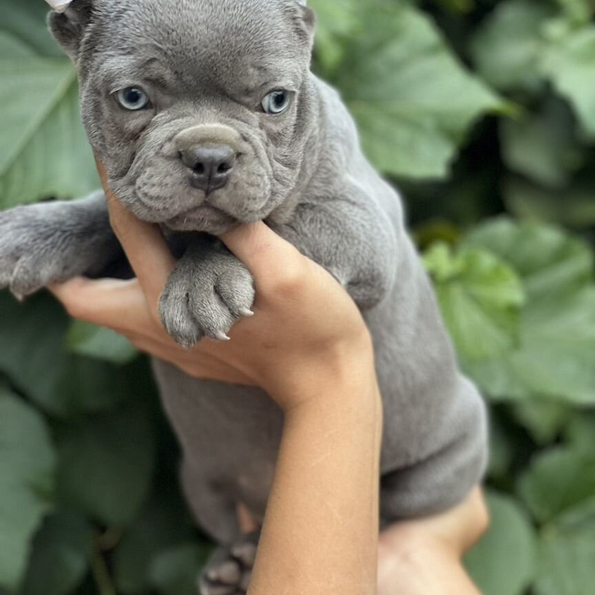 Лиловая плюшечка