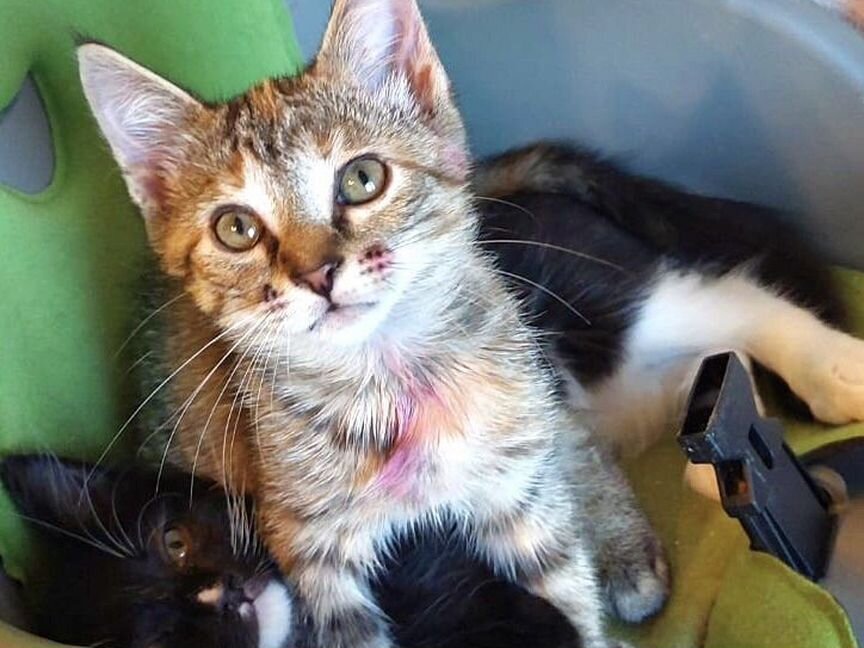Кошечка 2,5 месяца