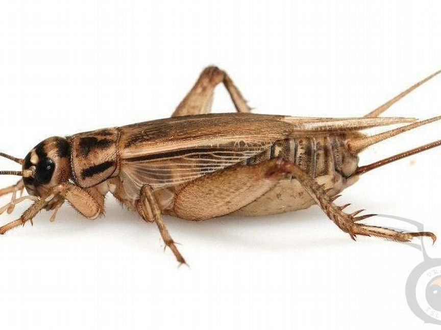 Сверчок банановый, живой