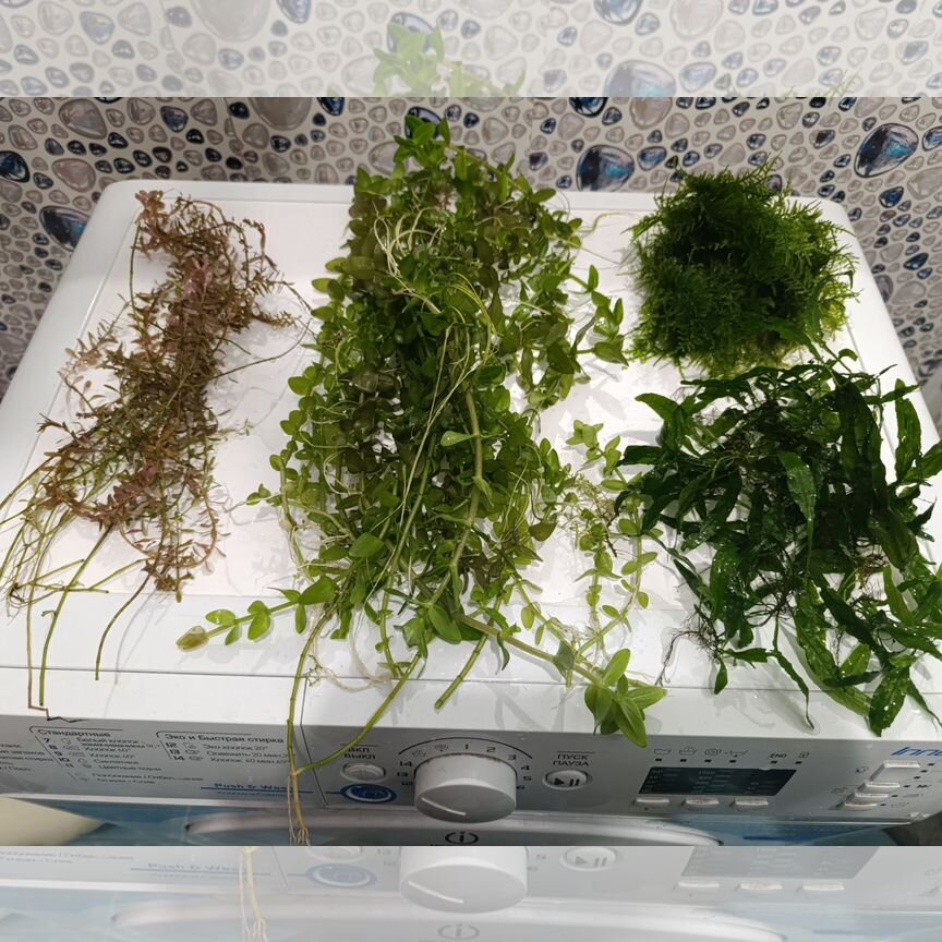 Аквариумные растения