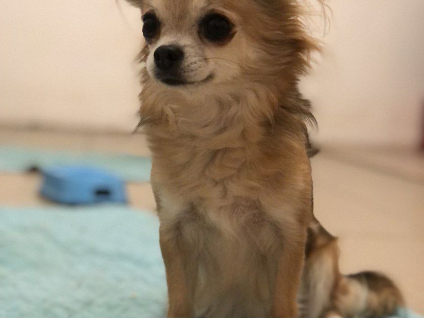 Чихуахуа взрослая девочка