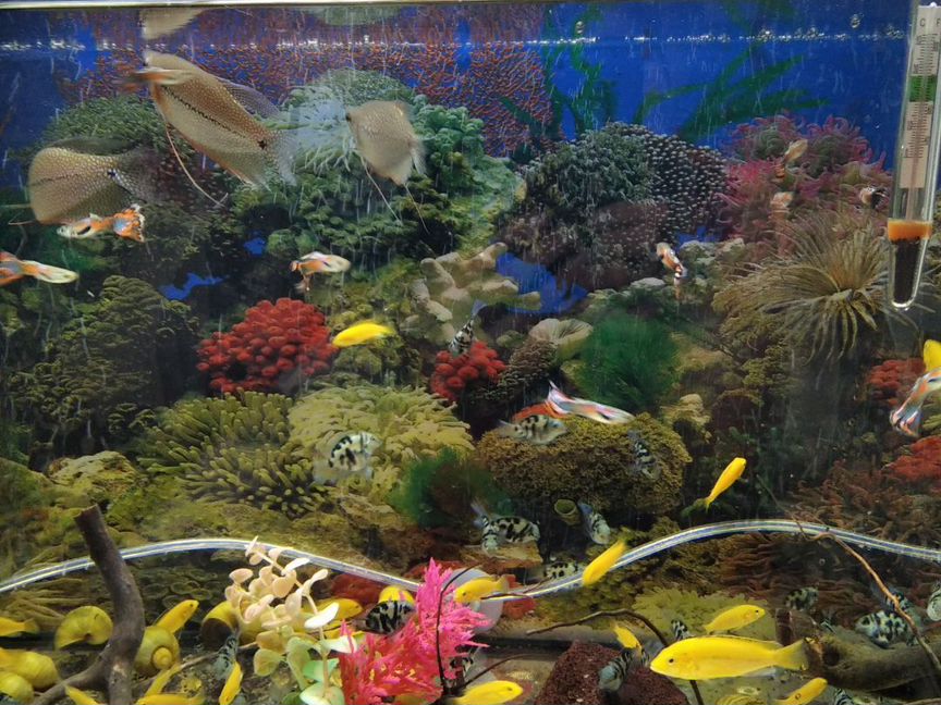 Аквариумные рыбки