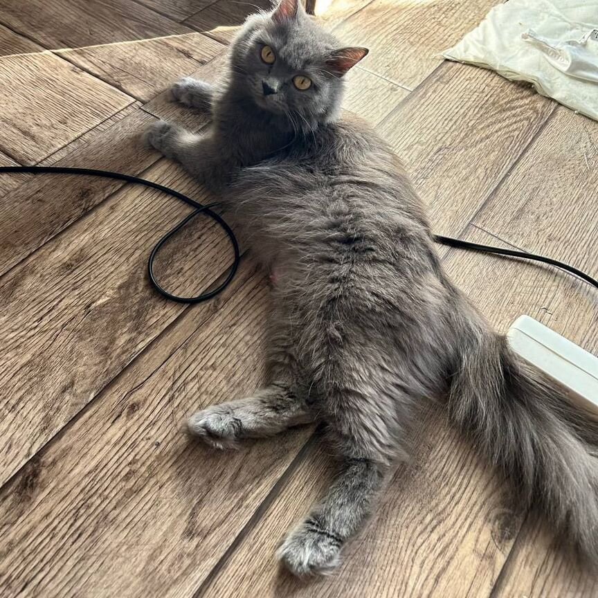 Кошка Симба