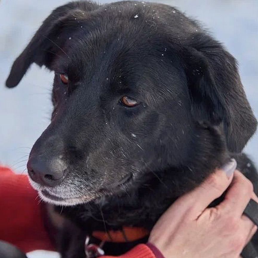 Взрослая собака в добрые руки