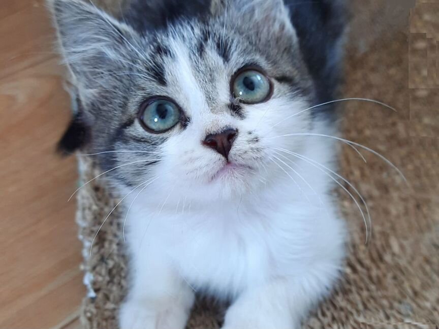 Котёнок ищет хороших хозяев