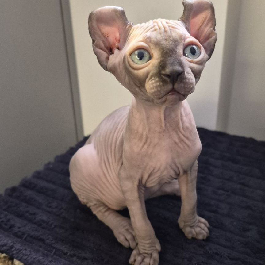 Канадский сфинкс котёнок