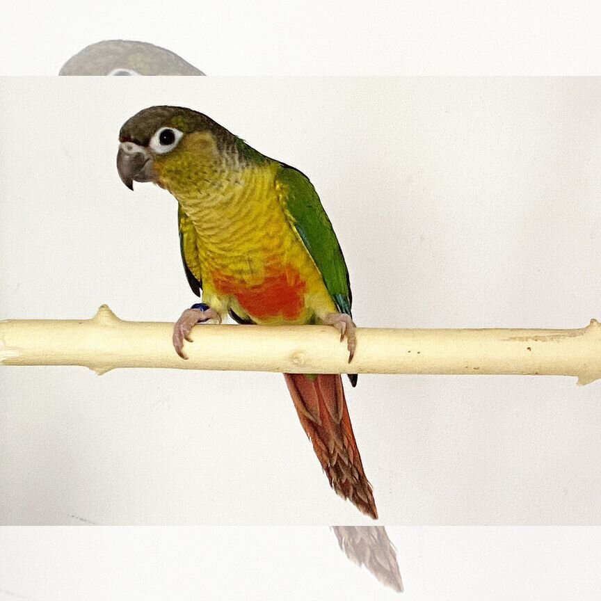 Пиррура Молине