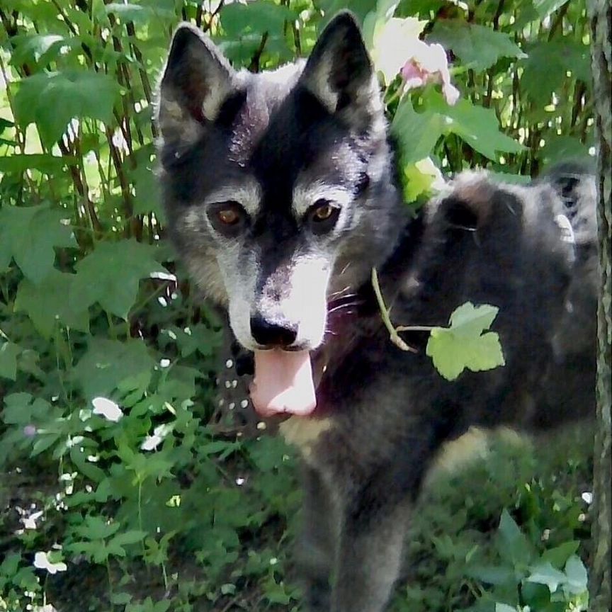 Собака в добрые руки отдам бесплатно