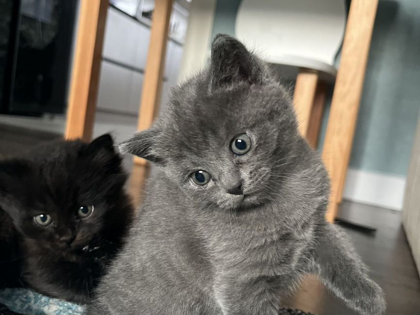 Котятки от британской кошки